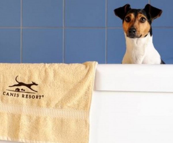 Hotel para perros, nuevo servicio aeroportuario | Transportes