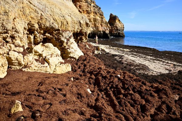 El alga asiática enciende las alarmas en las playas españolas